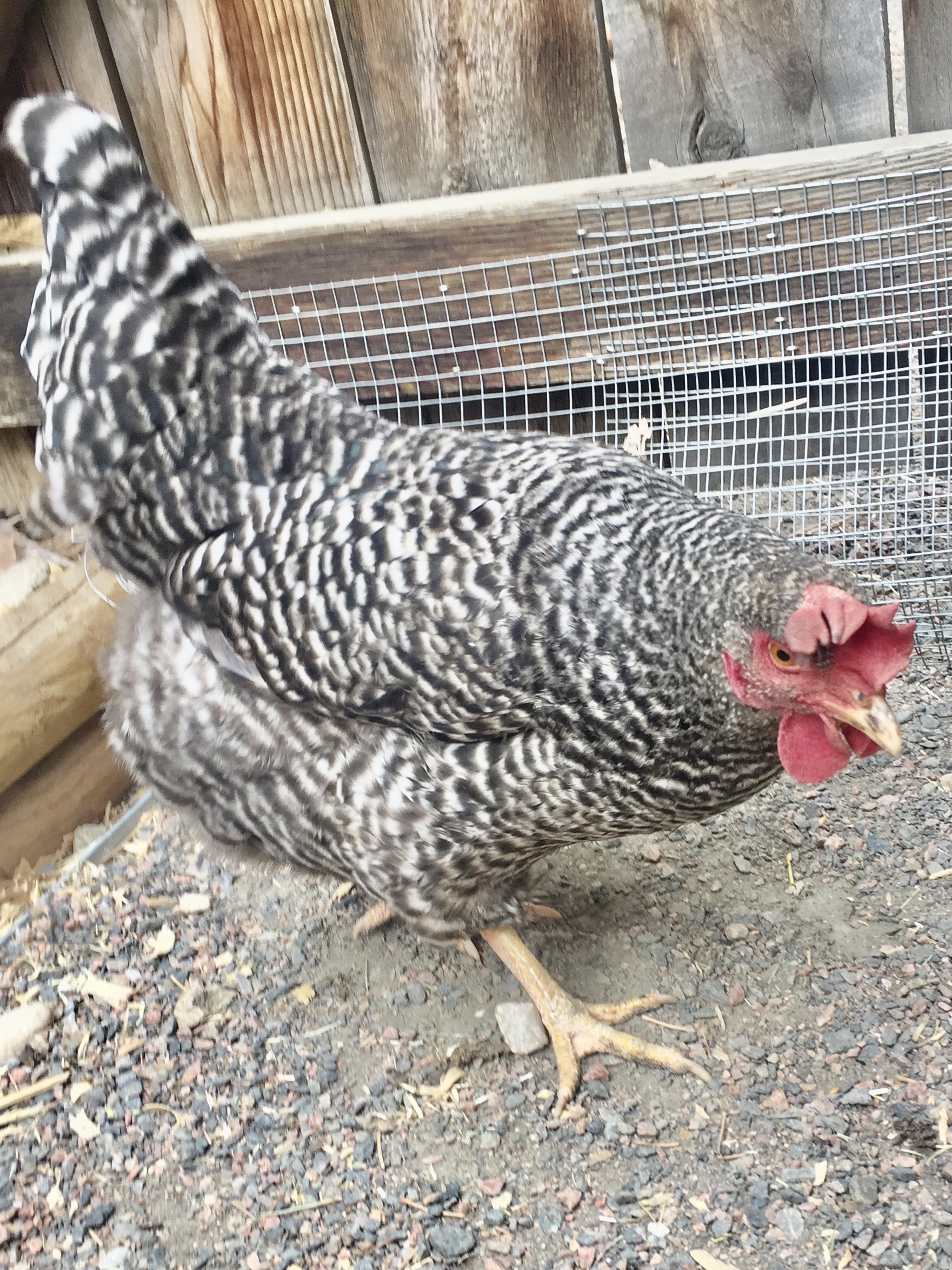 When do hens begin to lay eggs? – The 1912 Homestead