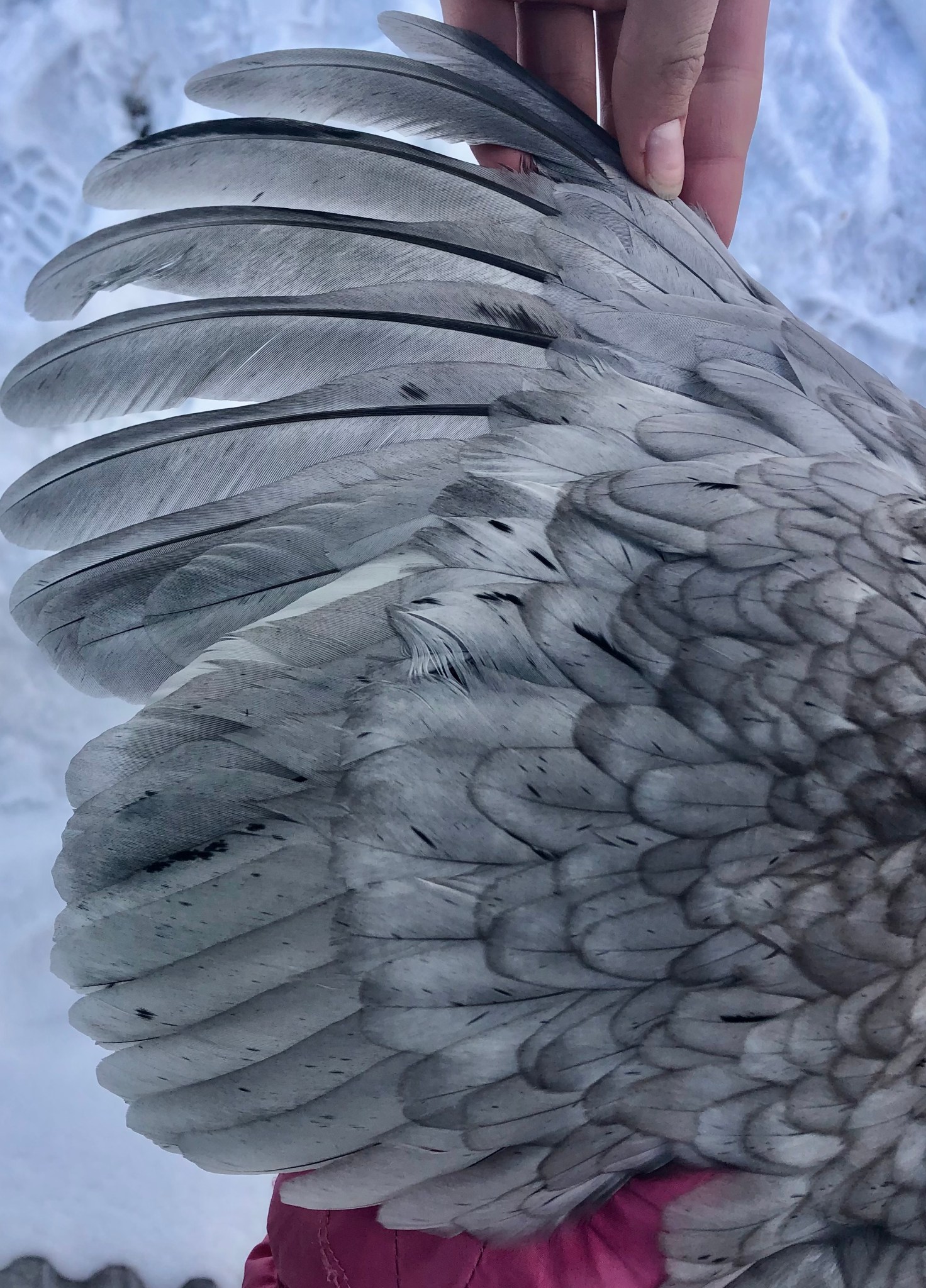 How to clip chicken wings – The 1912 Homestead