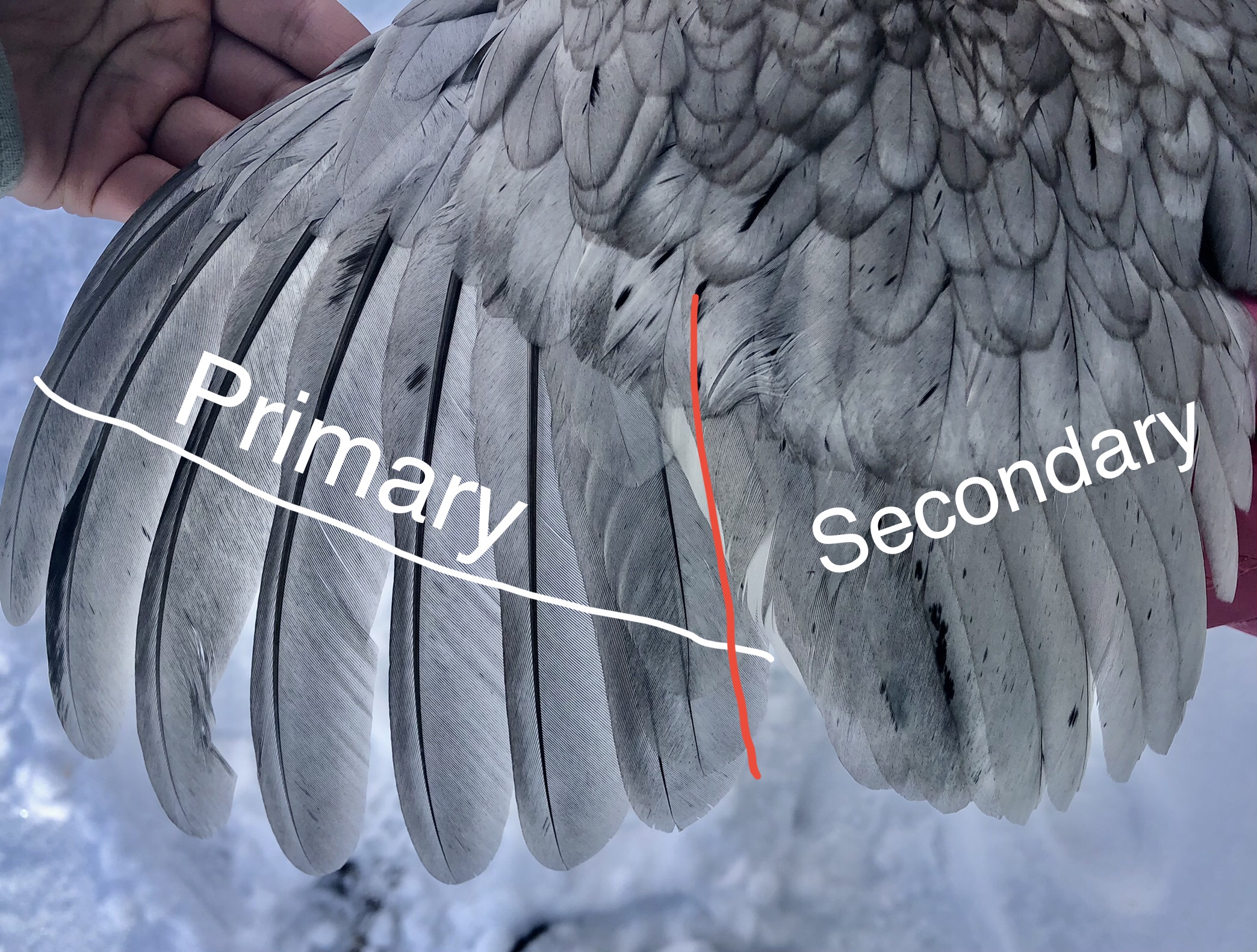 How to clip chicken wings – The 1912 Homestead