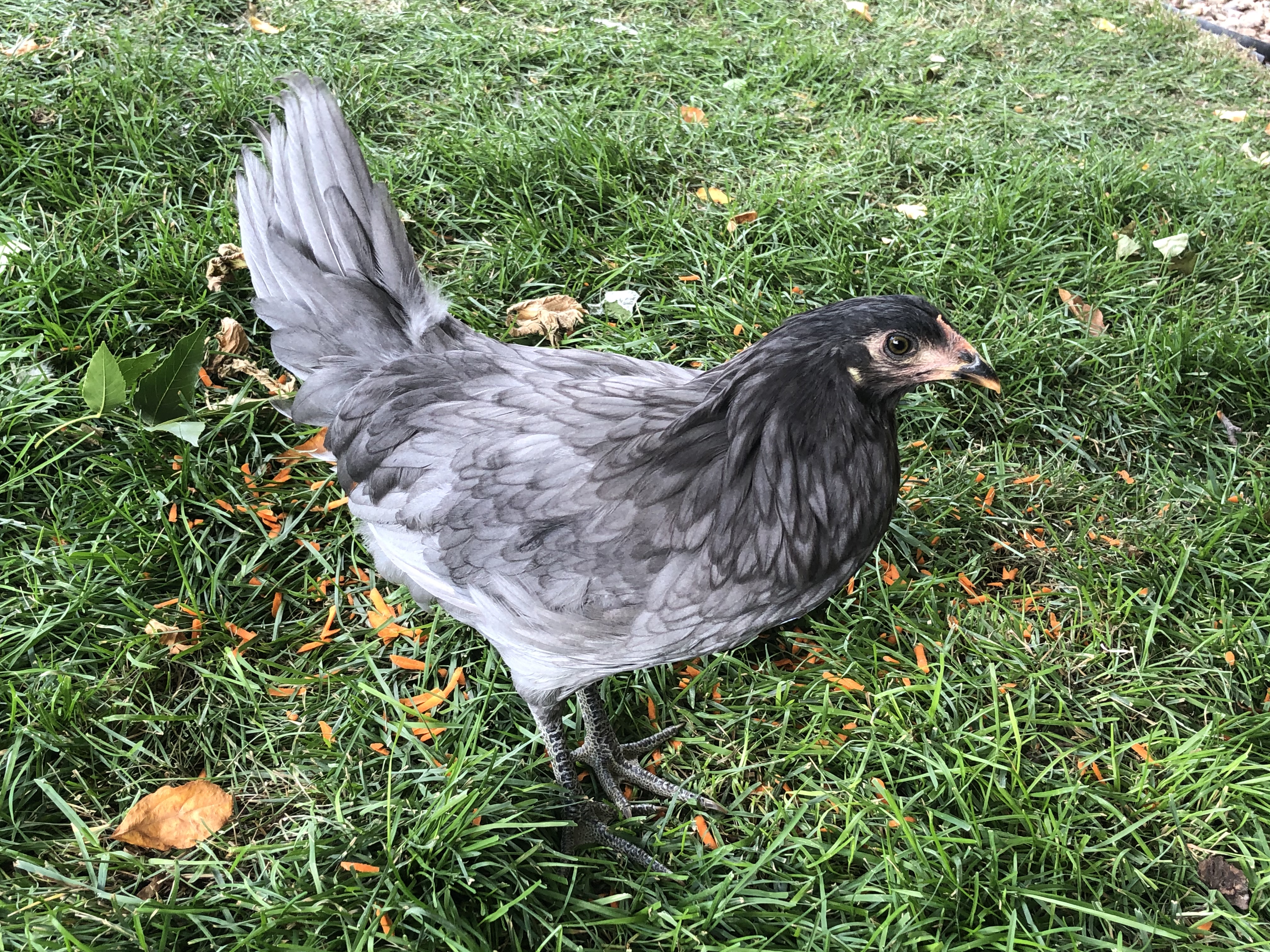 Prairie bluebell eggers- is the breed right for you? – The 1912 Homestead