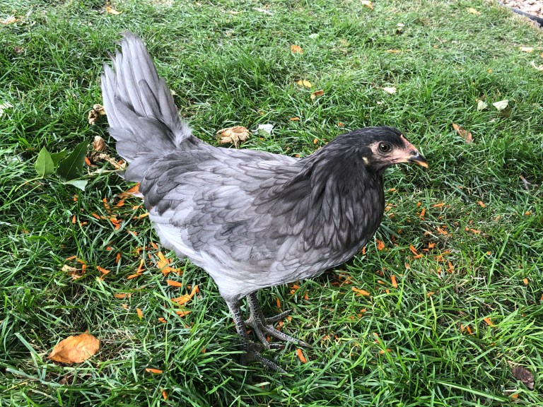 Prairie bluebell eggers- is the breed right for you? – The 1912 Homestead