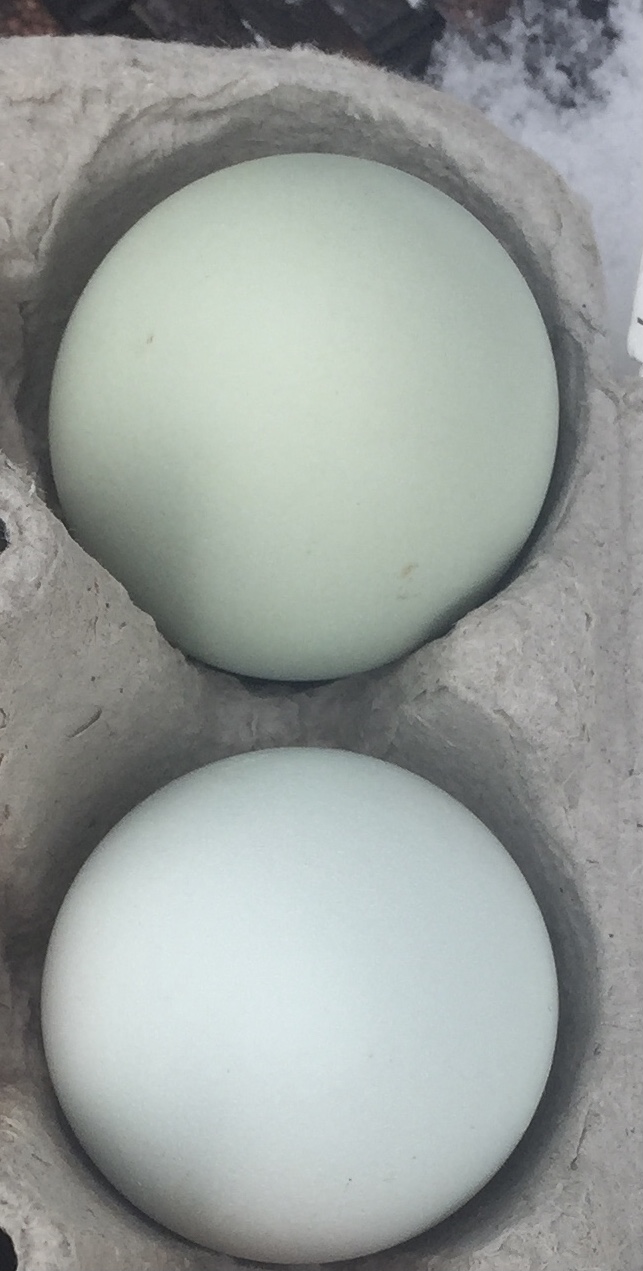 Prairie bluebell eggers- is the breed right for you? – The 1912 Homestead