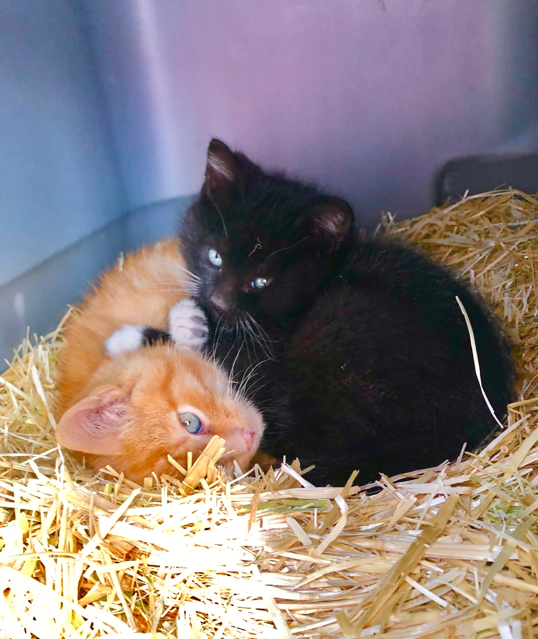 Reasons why every homestead needs a barn cat – The 1912 Homestead