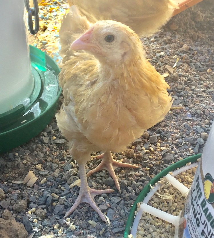 A guide to raising your chicks week by week – The 1912 Homestead