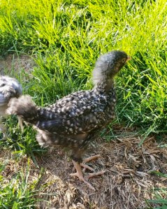 A guide to raising your chicks week by week – The 1912 Homestead