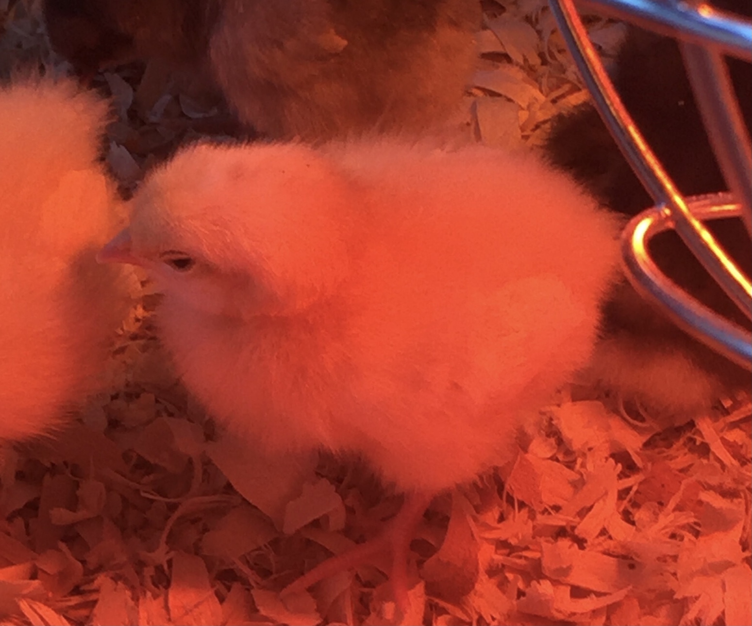 A guide to raising your chicks week by week – The 1912 Homestead