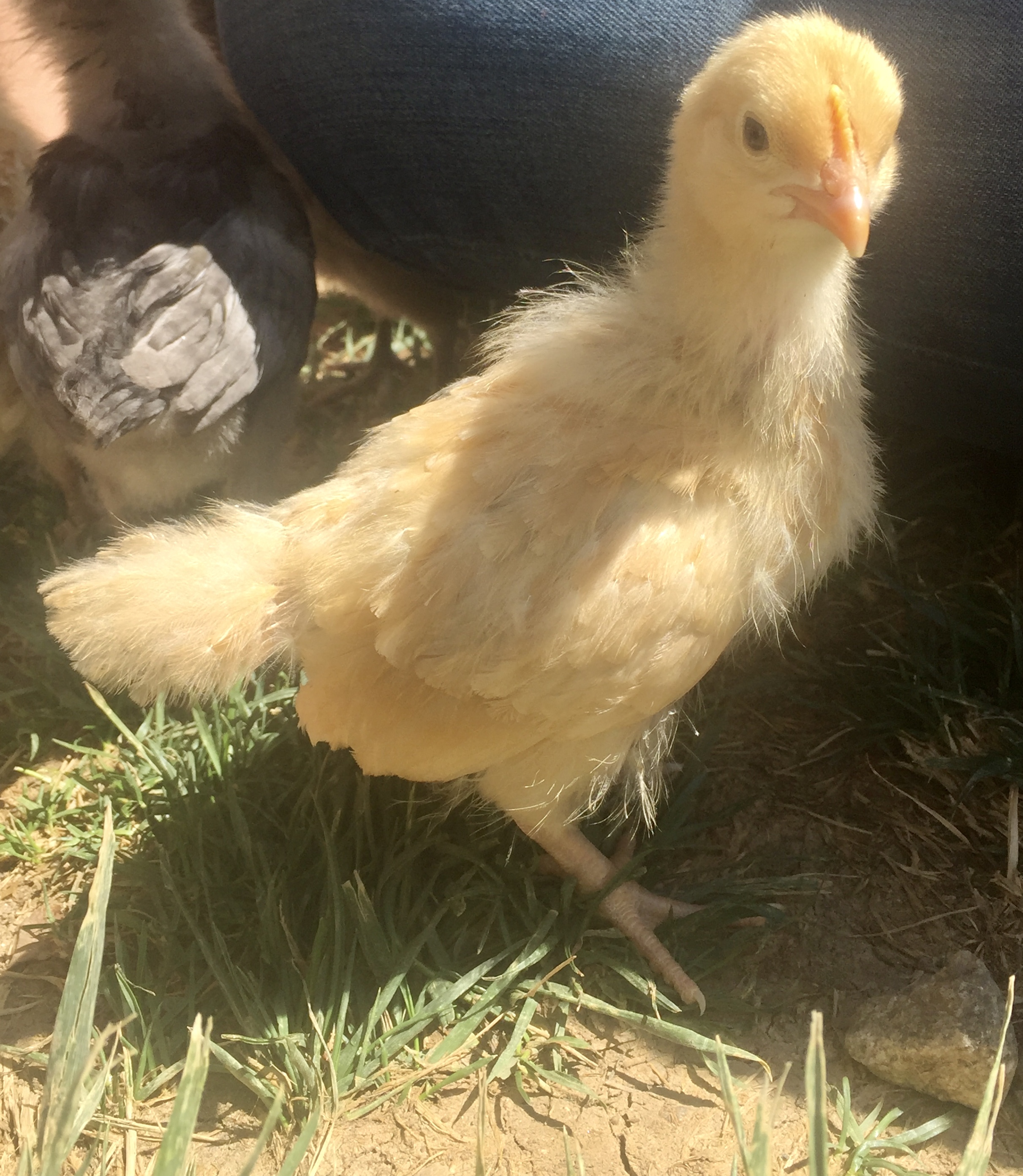 A guide to raising your chicks week by week – The 1912 Homestead