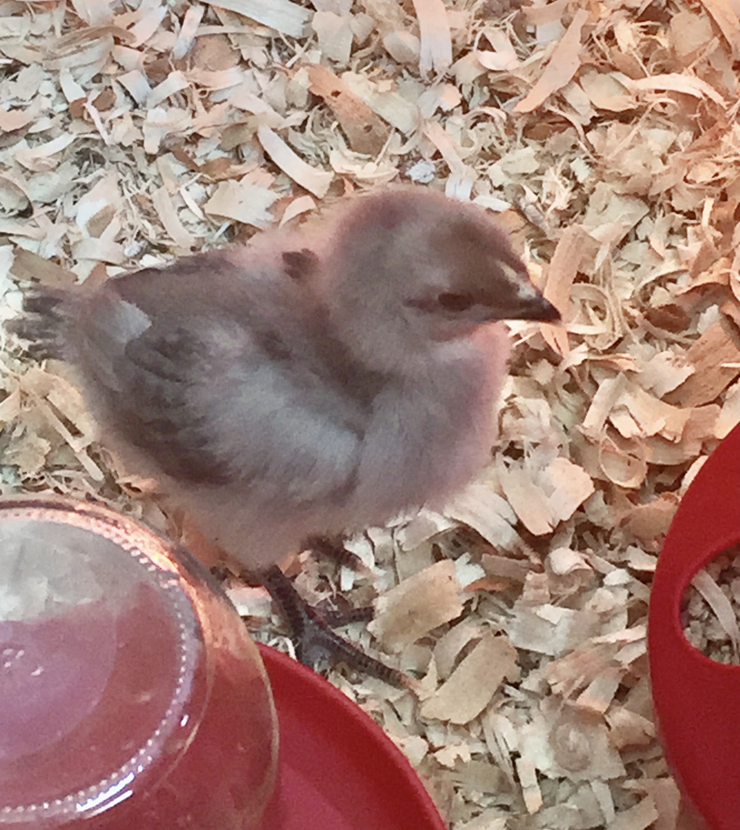 A guide to raising your chicks week by week – The 1912 Homestead