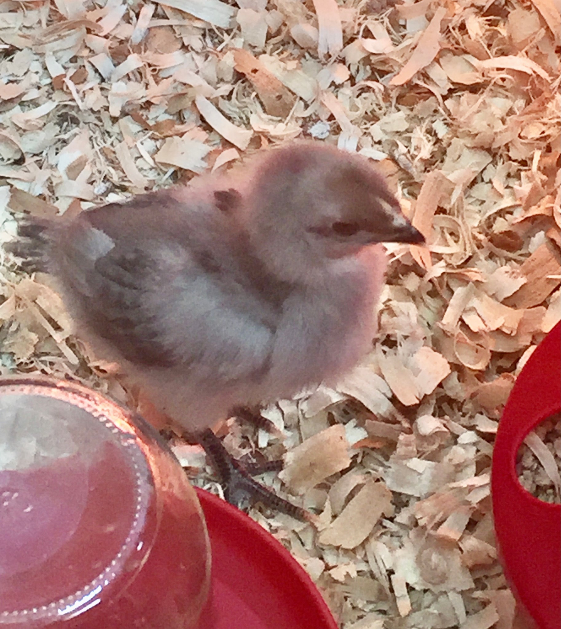 A guide to raising your chicks week by week – The 1912 Homestead