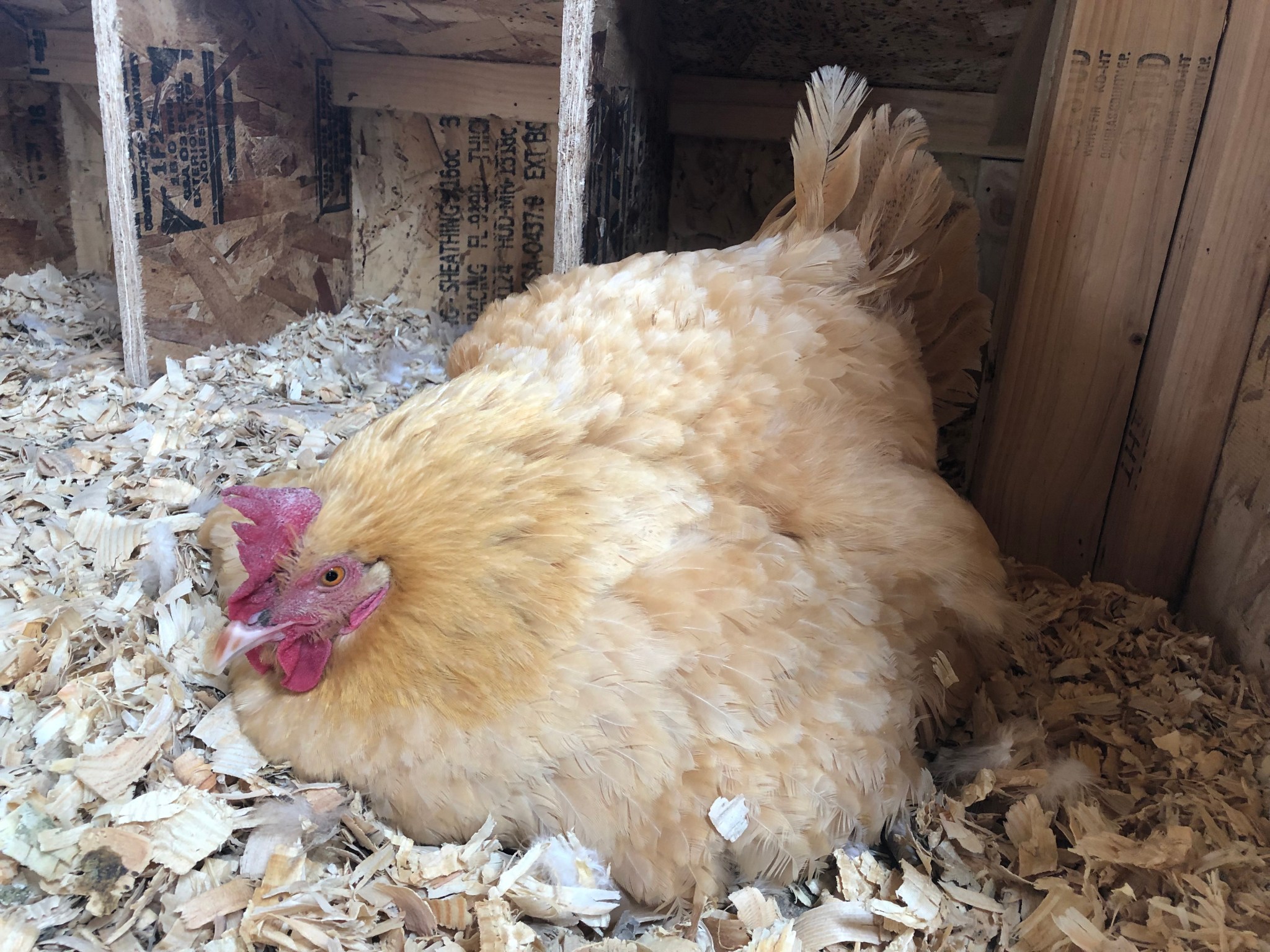 How to humanely break a broody hen – The 1912 Homestead