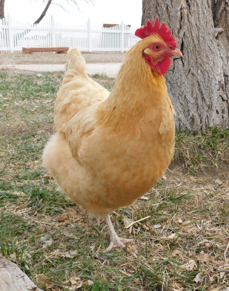 Buff Orpingtons- is this breed right for you? – The 1912 Homestead