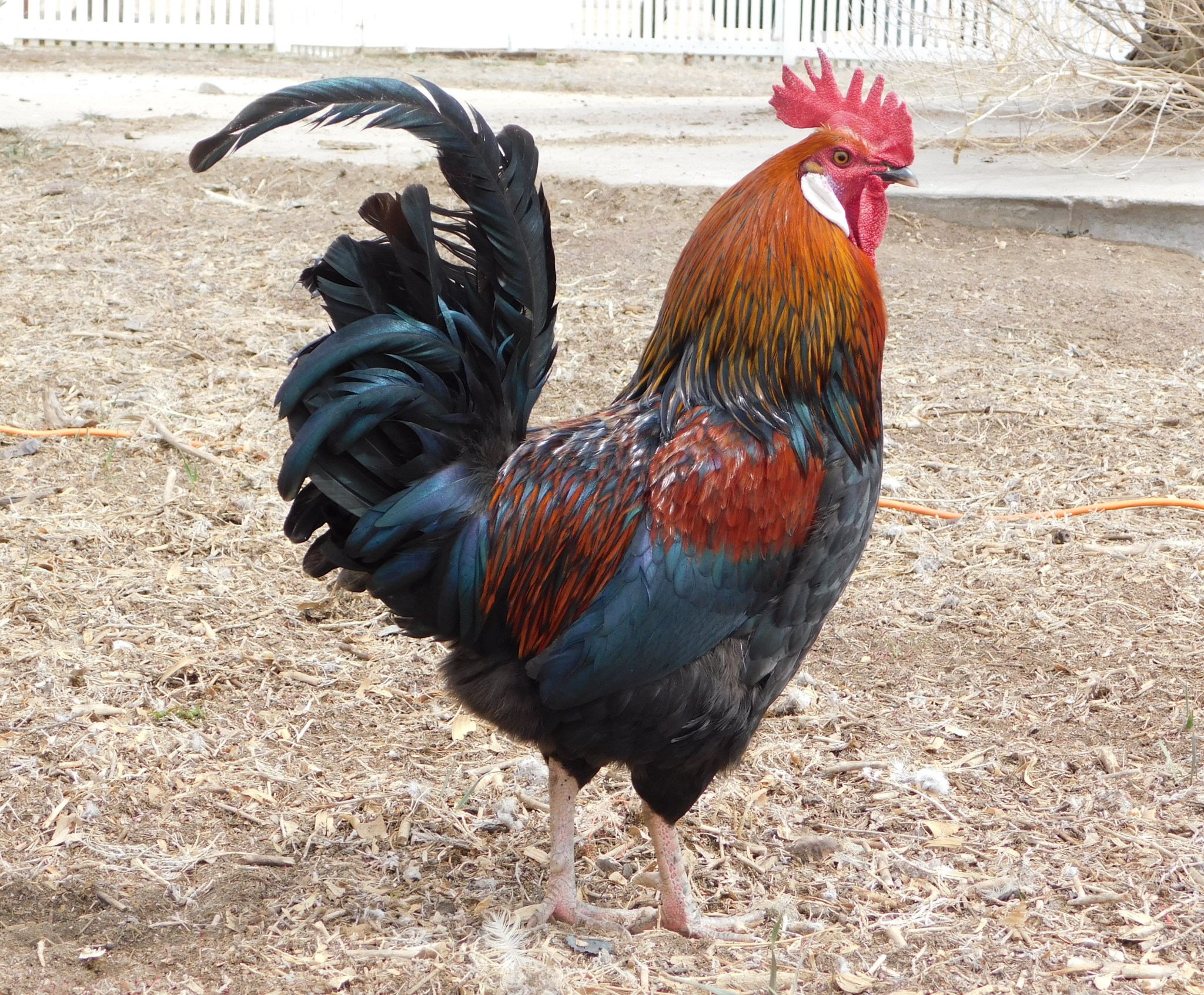 Three reasons why you should have a rooster! – The 1912 Homestead
