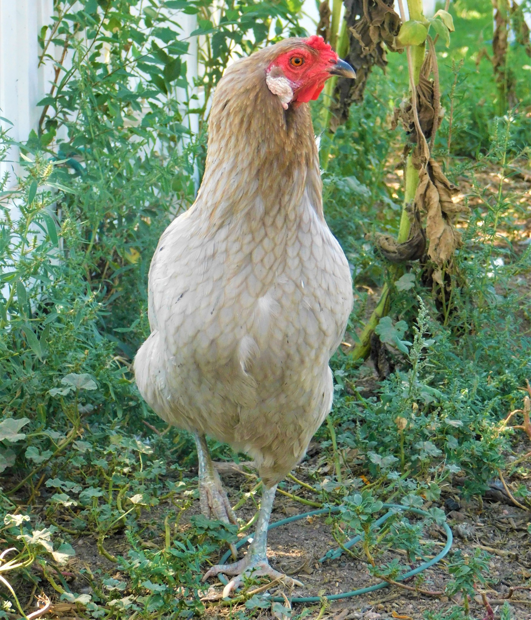 Prairie bluebell eggers- is the breed right for you? – The 1912 Homestead