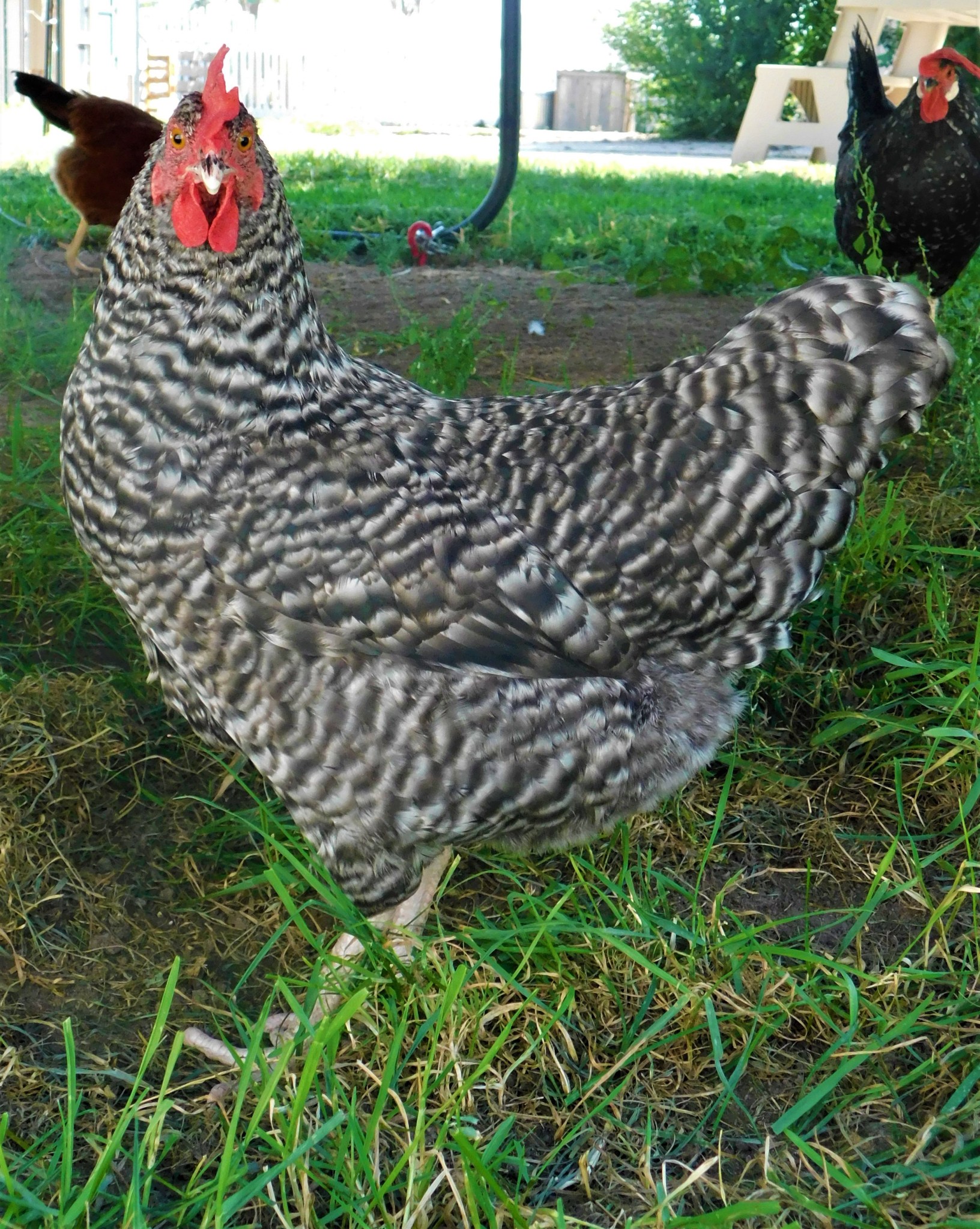 The Cuckoo Maran- Breed Spotlight of the Month (February) – The 1912 ...