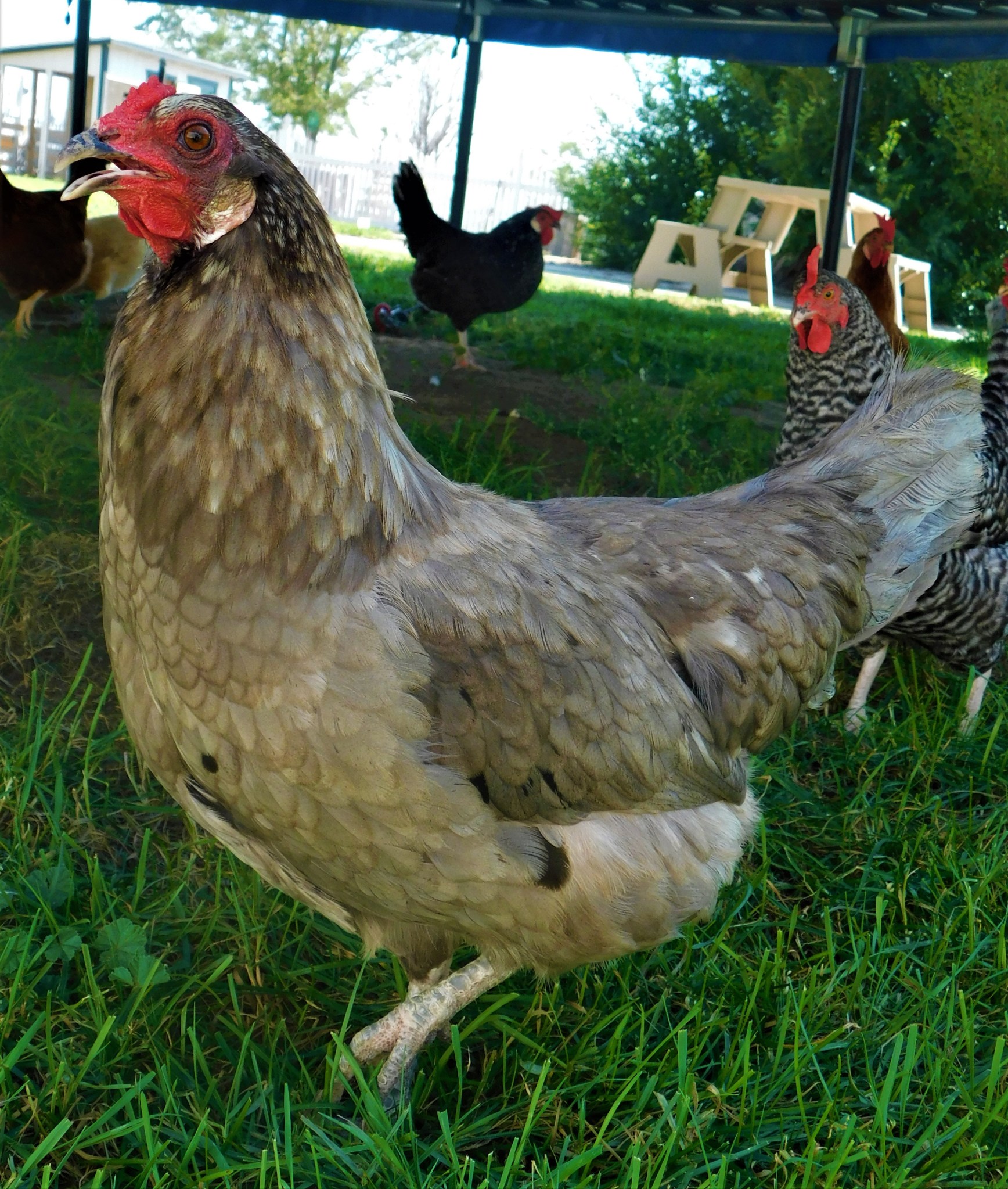 The Prairie Bluebell Egger- Breed Spotlight of the Month (May) – The ...